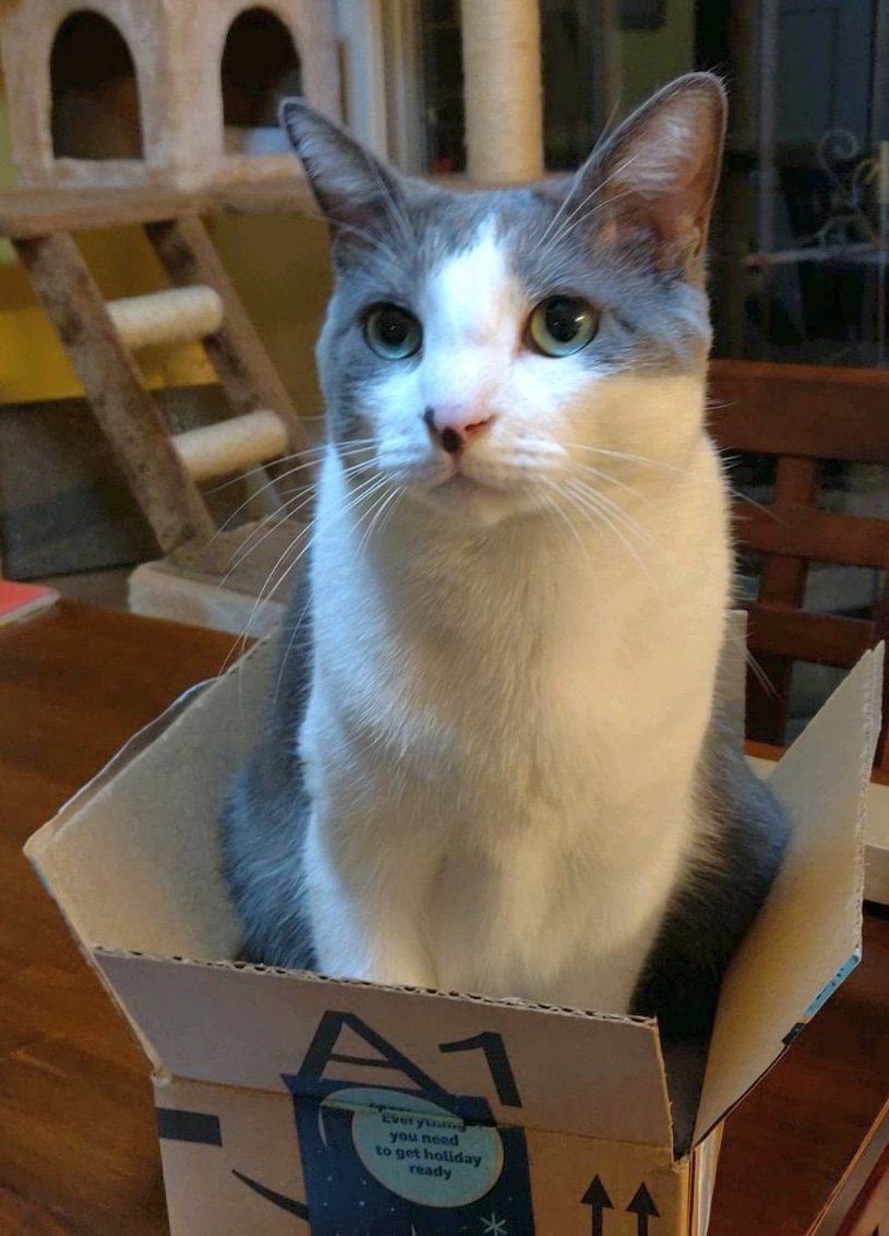 Meet Your Trainer – Fellow Creatures Pet Consulting